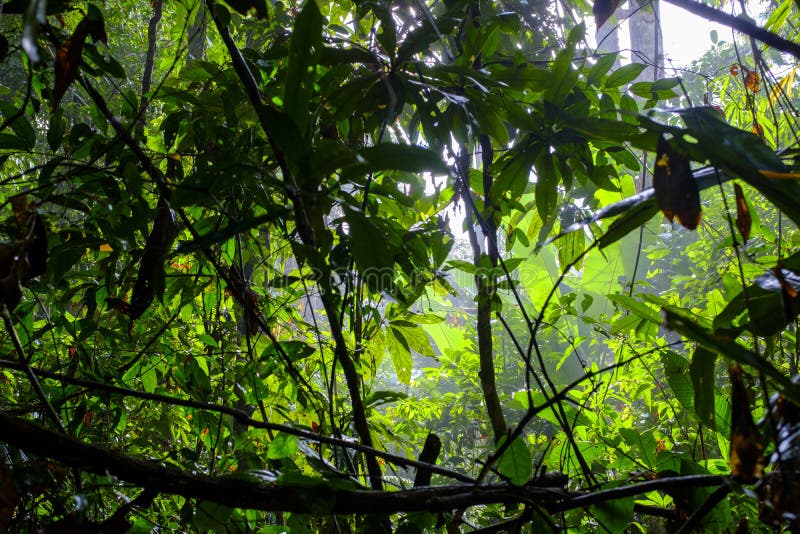 Jungle forest vegetation stock photo. Image of vegetation - 106148658