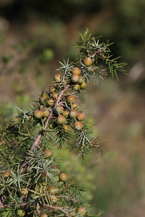 Common Juniper Berries and Leaves Stock Photo - Image of botanic ...