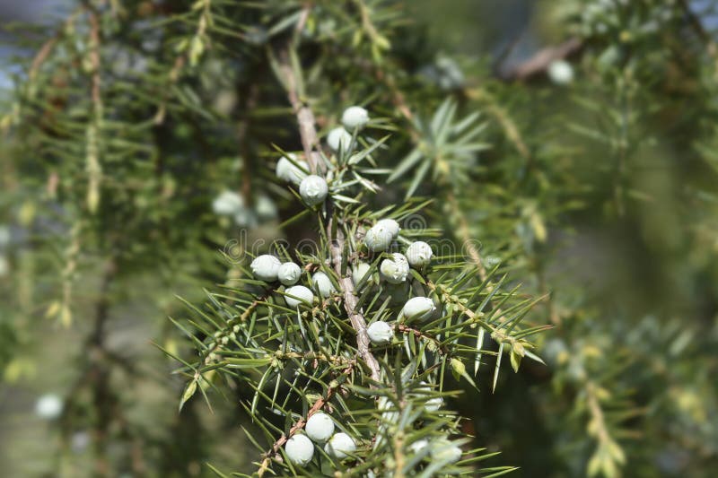 Common juniper stock photo. Image of swedish, juniperus - 339600726