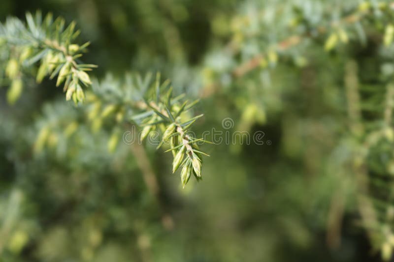 Common juniper stock photo. Image of leaf, swedish, shrub - 343046542
