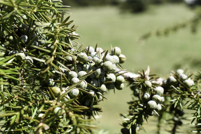 The common juniper cones stock image. Image of green - 180516139