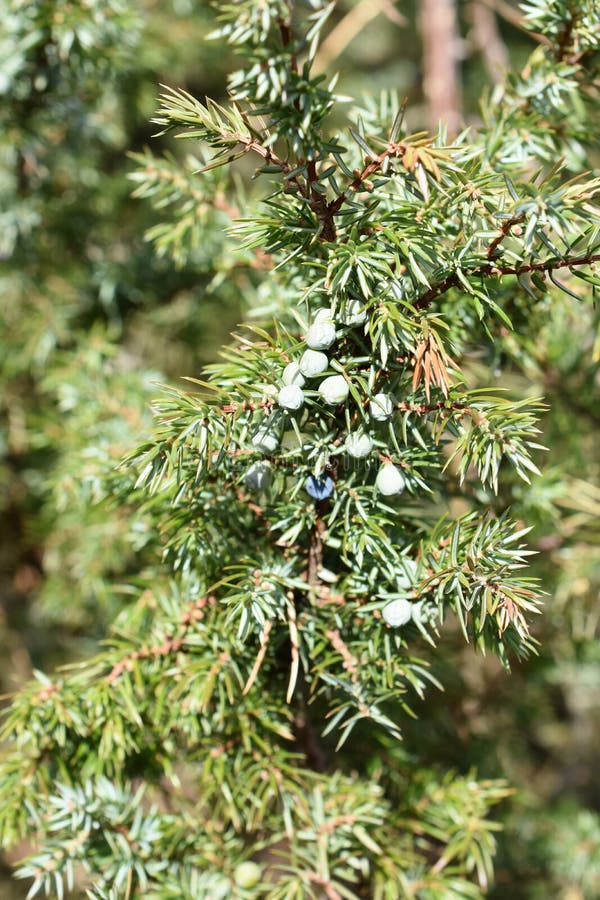 Common Juniper Juniperus Communis with Cones Stock Image - Image of ...