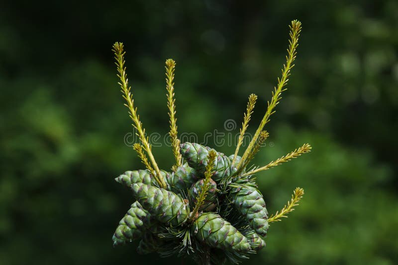 Common Juniper Juniperus Communis Stock Image - Image of common ...