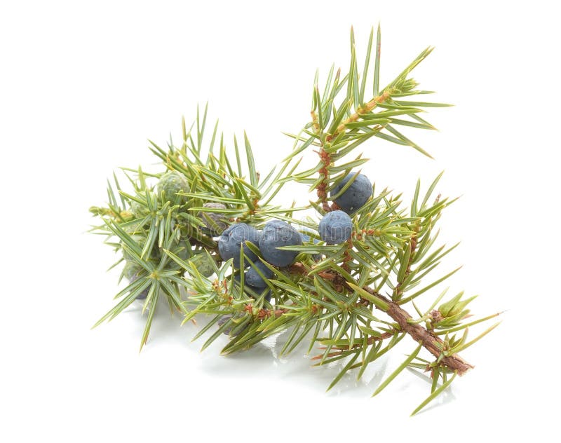 648 Common Juniper Juniperus Communis Stock Photos - Free & Royalty ...