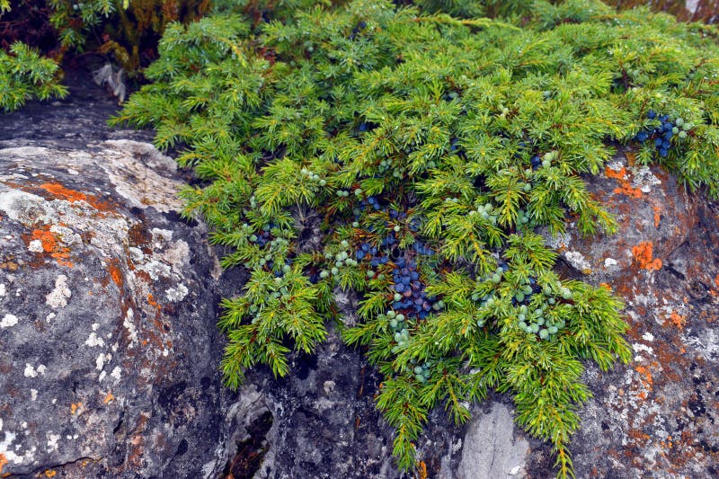 Common Juniper (Juniperus Communis) with Its Berries Stock Image ...