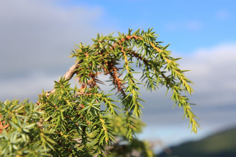 Common Juniper, Juniperus Communis Stock Photo - Image of foliage ...
