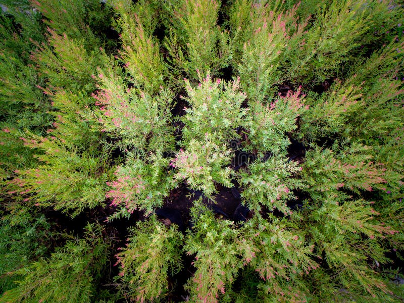 Common Juniper Pines Growing Stock Photo - Image of common, evergreen ...