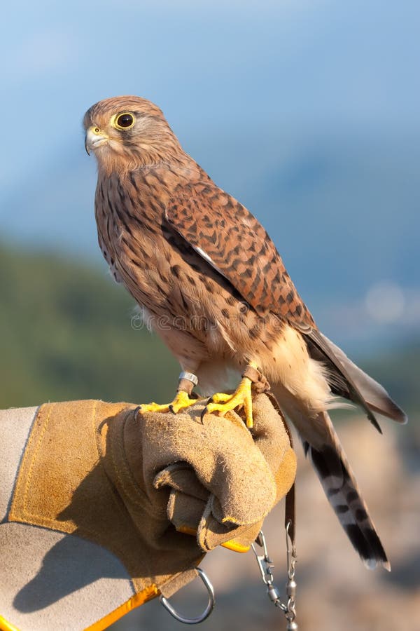 Common kestrel stock photo. Image of kestrel, birds, raptor - 48470248