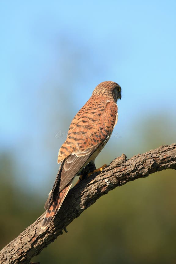 Common kestrel stock photo. Image of hunter, creature - 17733128