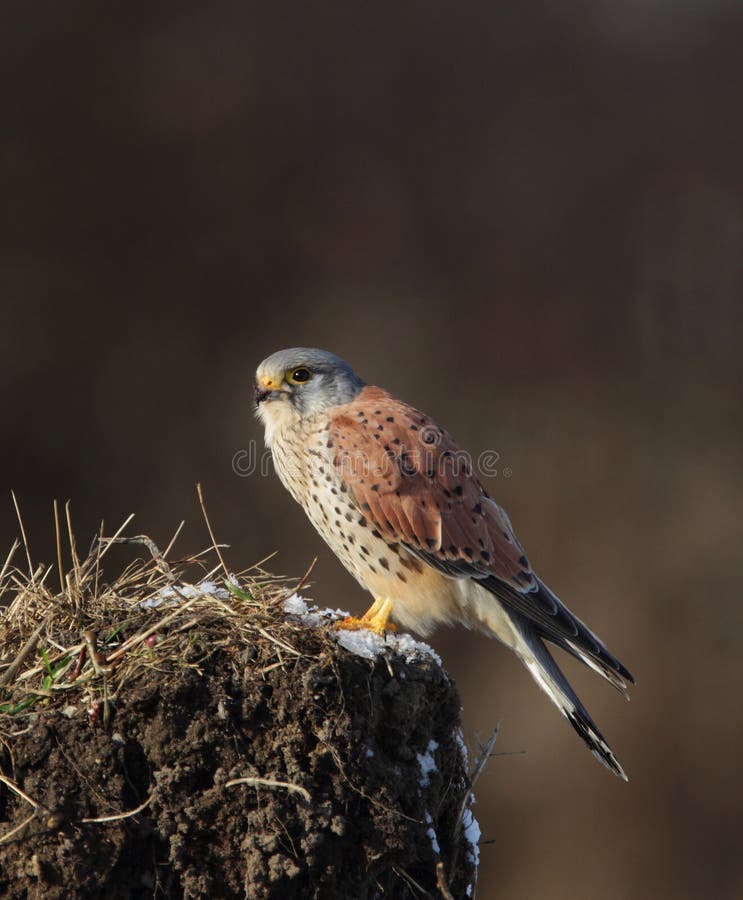 Common kestrel stock image. Image of wings, beak, feathers - 19058283