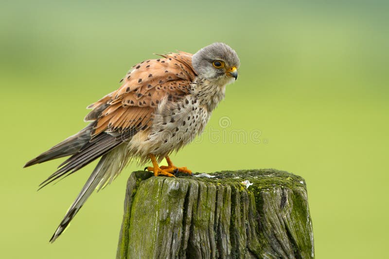 Common kestrel stock image. Image of hunter, eagle, aves - 25424699