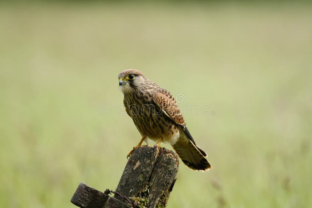 Common Kestrel stock image. Image of britain, falcon - 25551717