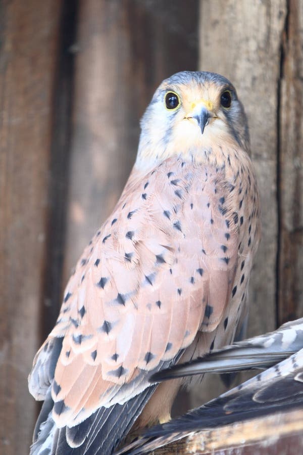 Common kestrel stock photo. Image of nature, sitting - 27371770