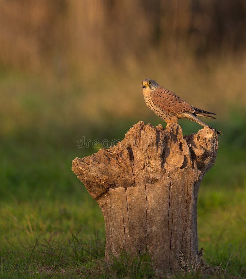 Common Kestrel stock image. Image of bird, colours, raptor - 29004935