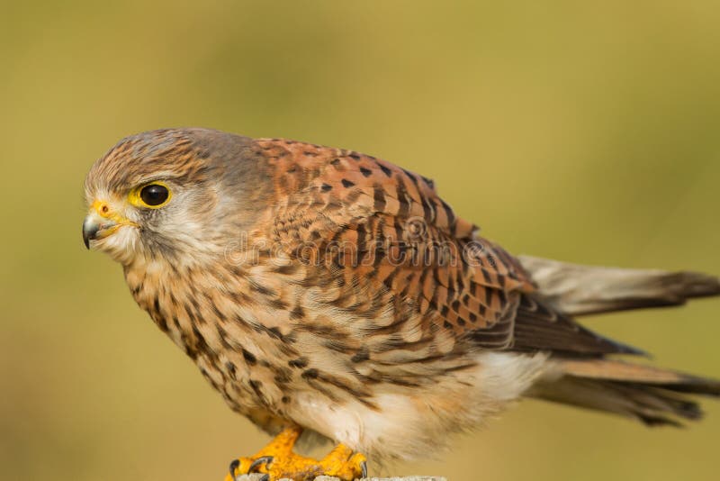 Common kestrel stock photo. Image of european, pray, closeup - 38279456