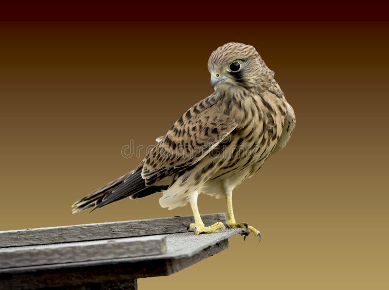 Common kestrel bird stock image. Image of predator, avian - 22963921