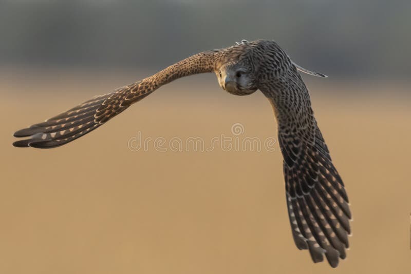 A Common Kestrel Bird in a Flight Stock Image - Image of feathers ...