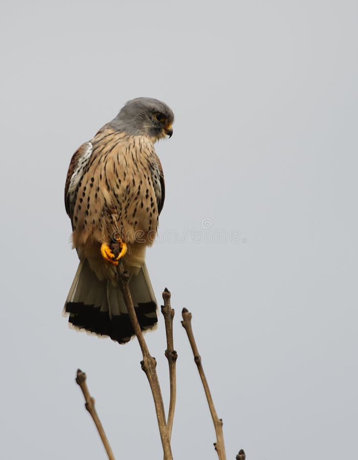 Common Kestrel on a Branch Close Looking Down Stock Photo - Image of ...