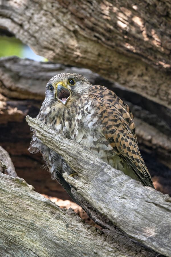 Common Kestrel Calling from Tree Nest Stock Image - Image of claws ...