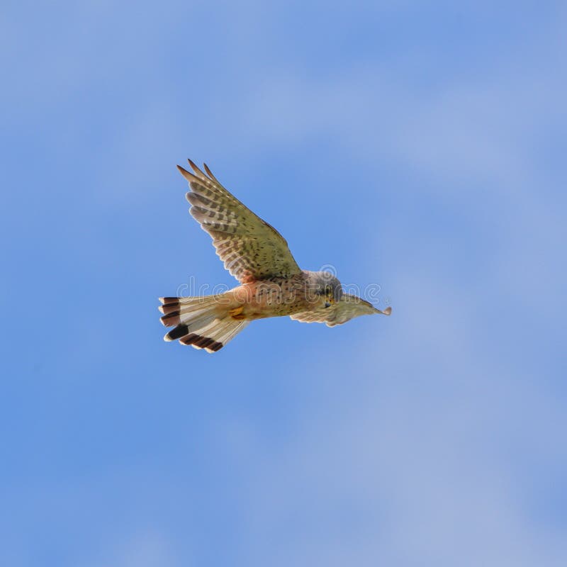 Common Kestrel stock image. Image of brittany, hawk - 130981913