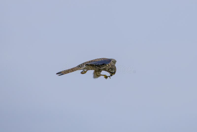 A Common Kestrel Eating Food while Flying. Stock Photo - Image of ...
