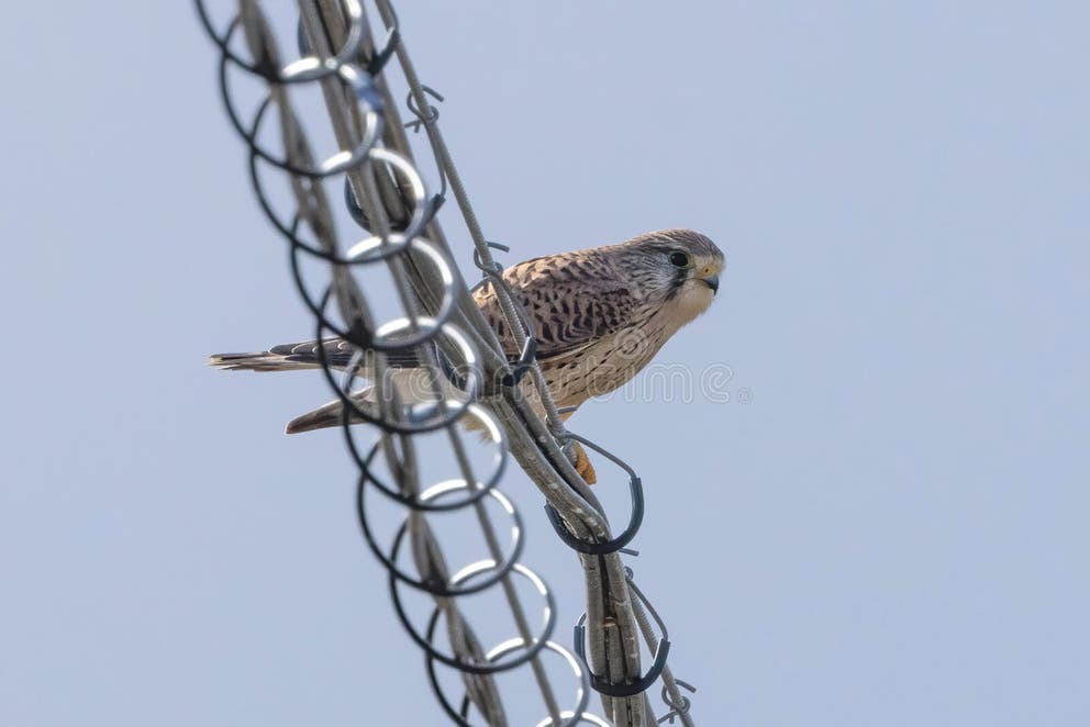A Common Kestrel on Electric Wire Stock Photo - Image of wild, perching ...