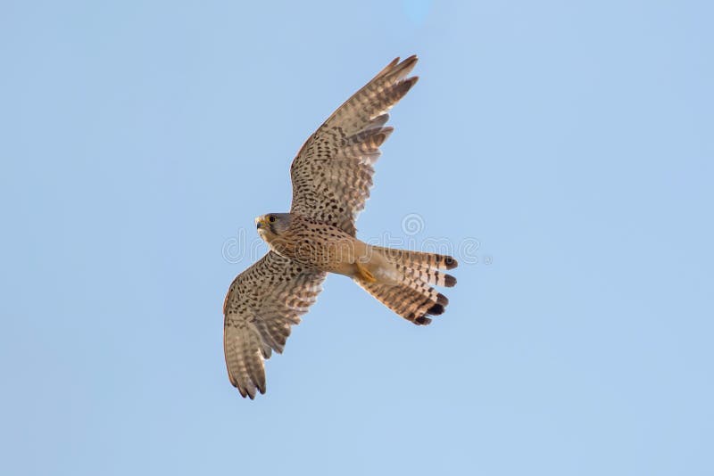 Common Kestrel Falco Tinnunculus. Common Kestrel in Flight Stock Image ...