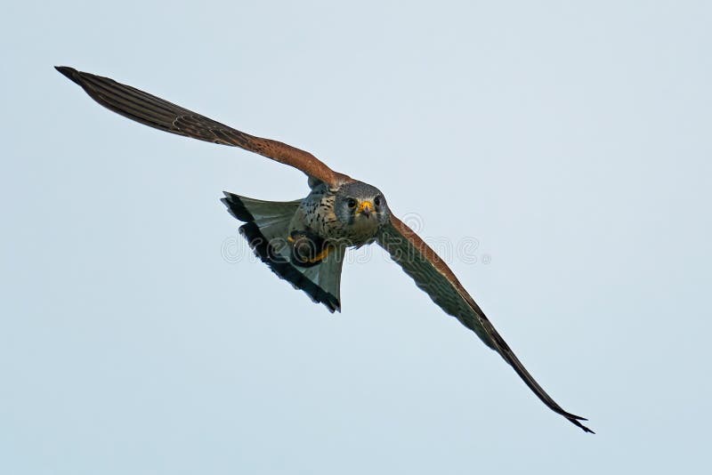 Common Kestrel Falco Tinnunculus Stock Image - Image of wild, claws ...