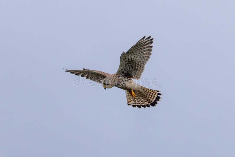 Common Kestrel, Falco Tinnunculus Hovering in Flight. Stock Photo ...