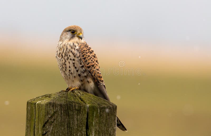 Common Kestrel stock image. Image of claws, migratory - 29959819