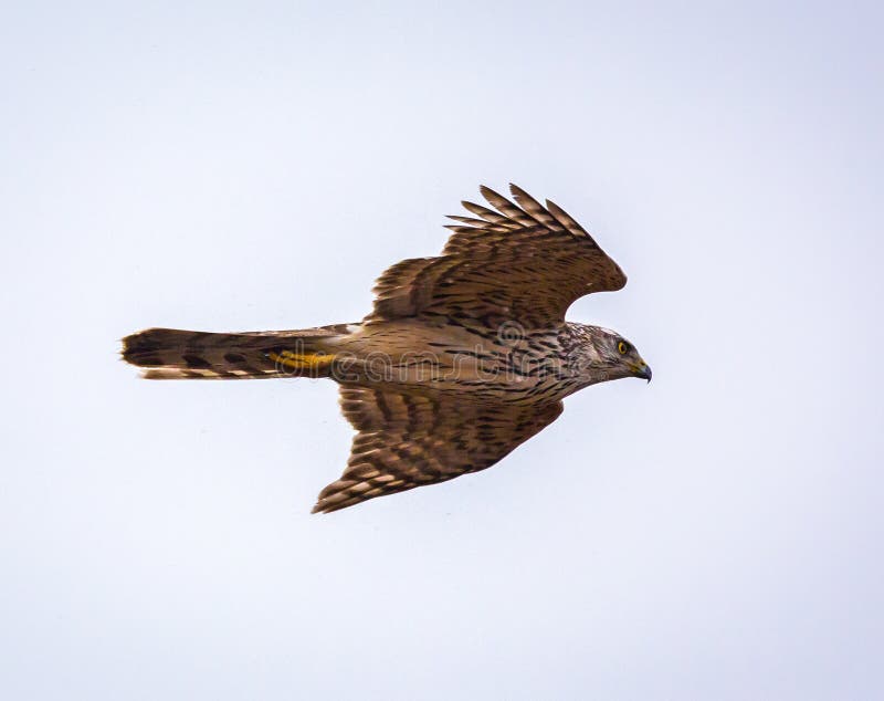 Common kestrel in flight stock photo. Image of outdoor - 88948608