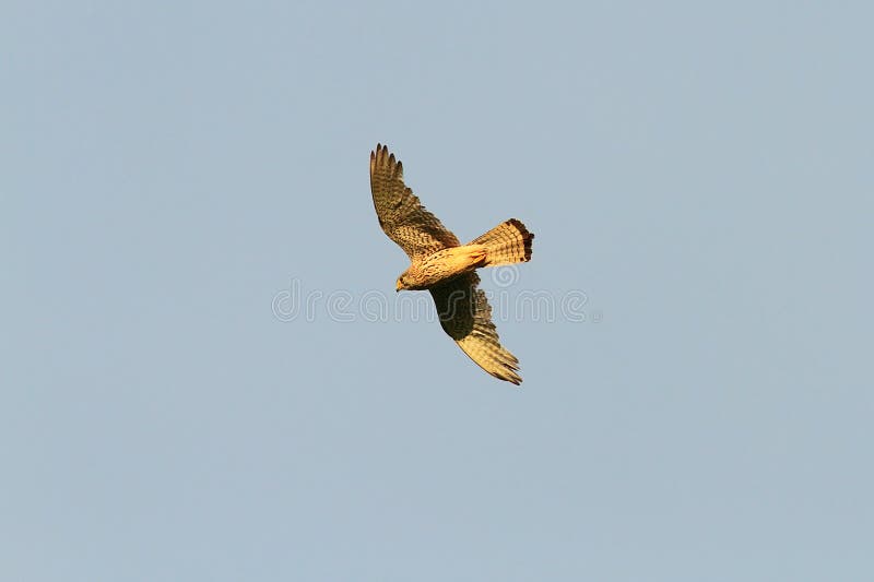 Common kestrel in flight stock photo. Image of falconiformes - 104834464