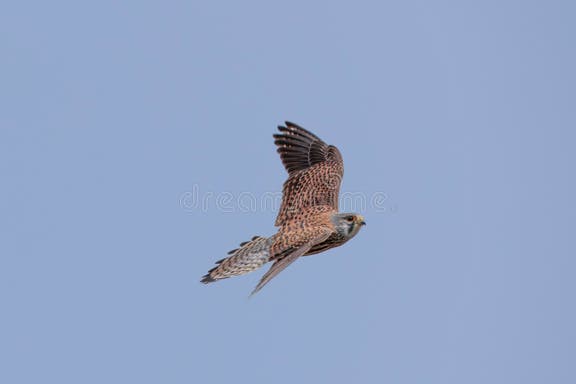 Common Kestrel in Flying in Blue Sky Background Stock Photo - Image of ...