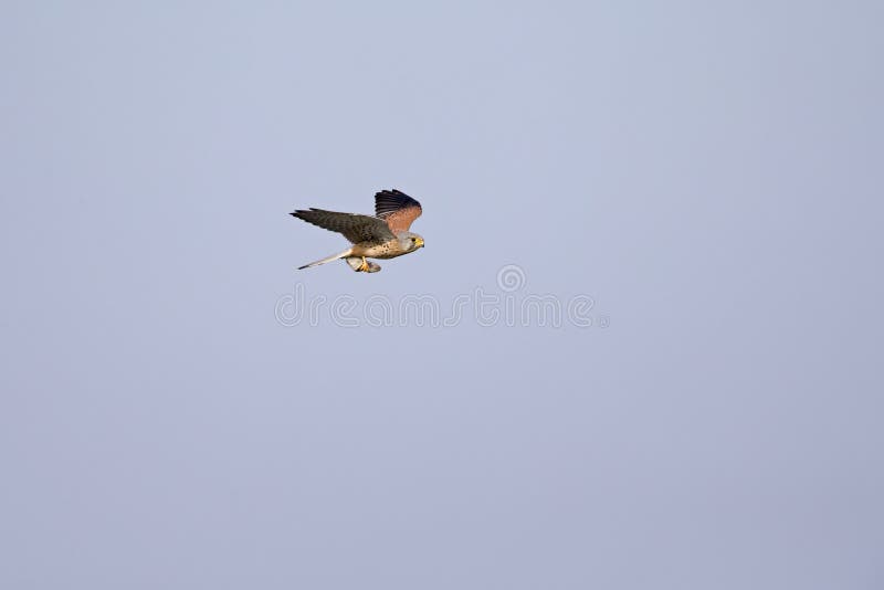 A Common Kestrel Flying with High Speed with a Mouse in Its Claws ...