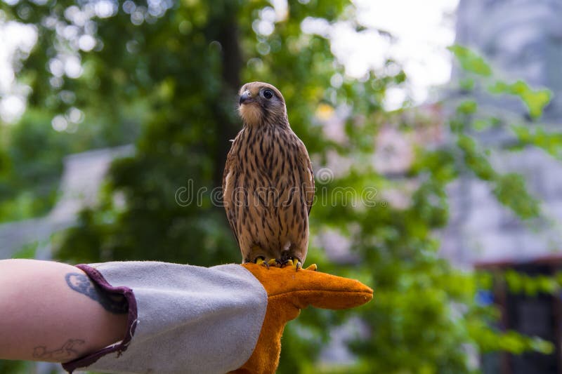 Common kestrel on a hand stock image. Image of hand - 308476407