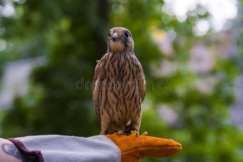 Common kestrel on a hand stock photo. Image of hungary - 308476466