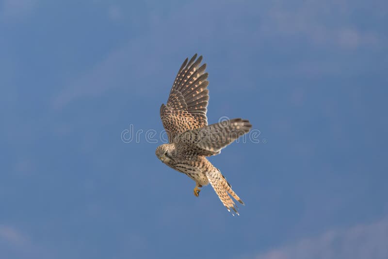Common Kestrel in Hovering To Hunt Its Prey Stock Photo - Image of ...