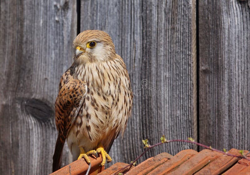 Common kestrel stock image. Image of green, grass, falco - 36746565