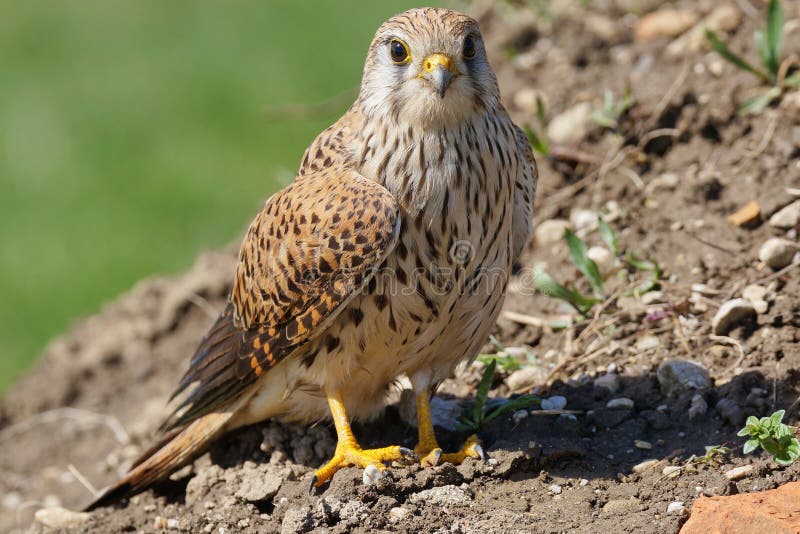 Common kestrel stock photo. Image of time, common, flower - 36746574