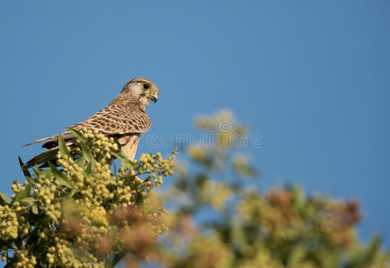 Common Kestrel Observing the Area from the Tree Top Stock Image - Image ...