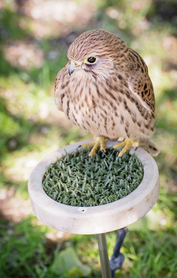 Common kestrel on a perch stock image. Image of falconidae - 42384401