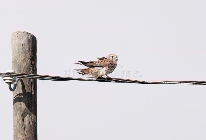 Common Kestrel Perched Electric Wire Stock Photos - Free & Royalty-Free ...