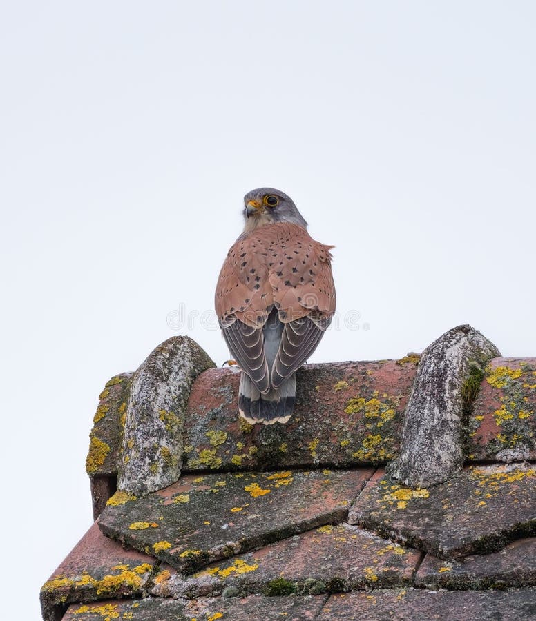Common Kestrel Perched on a Mossy Ledge. Stock Photo - Image of lookout ...