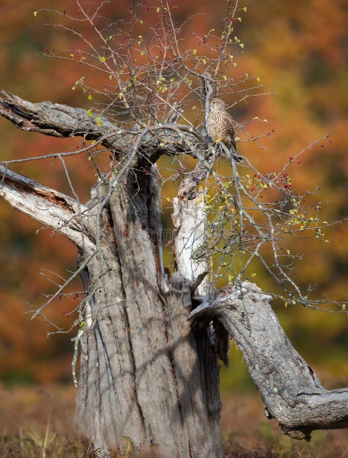 Common Kestrel Perched in a Tree in Autumn Stock Image - Image of ...