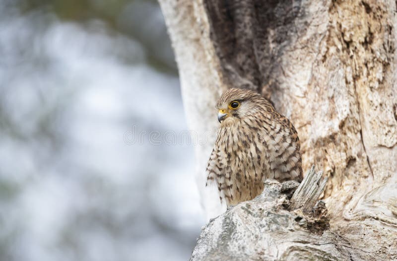 Common Kestrel Perched in a Tree Stock Photo - Image of closeup ...