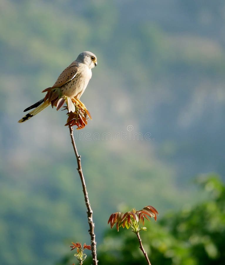 Little Rodent Eating An Acorn Stock Image - Image of eating, jaipur ...