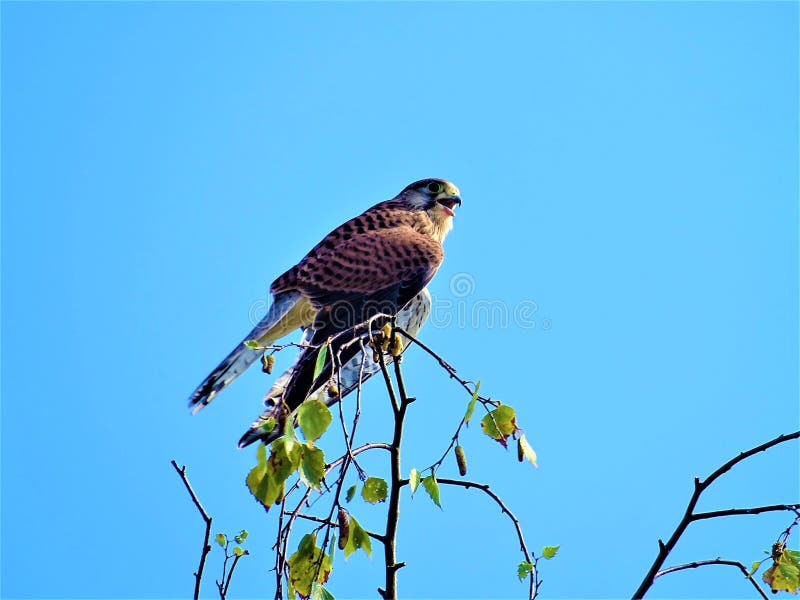 Common Kestrel Sitting on Branch an Yelling Stock Photo - Image of ...