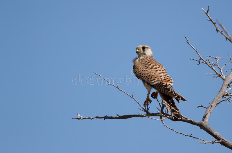 Kestrel on a tree stock image. Image of tree, cold, hunting - 48456201