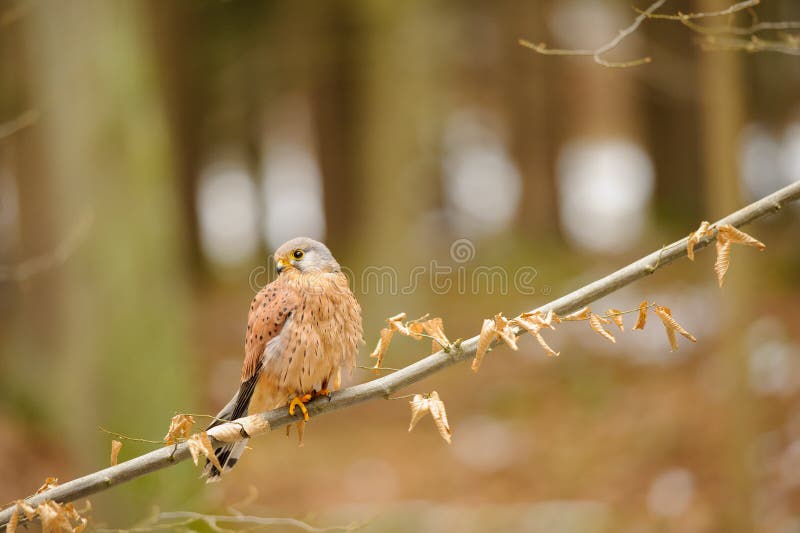 Common kestrel stock image. Image of predator, danger - 51527003
