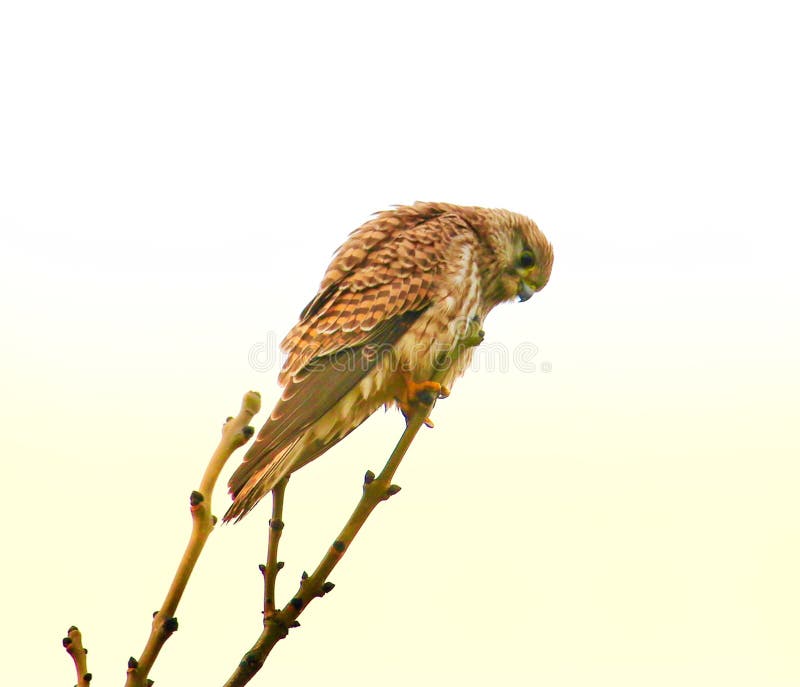 Common kestrel in a tree stock photo. Image of nature - 355195780
